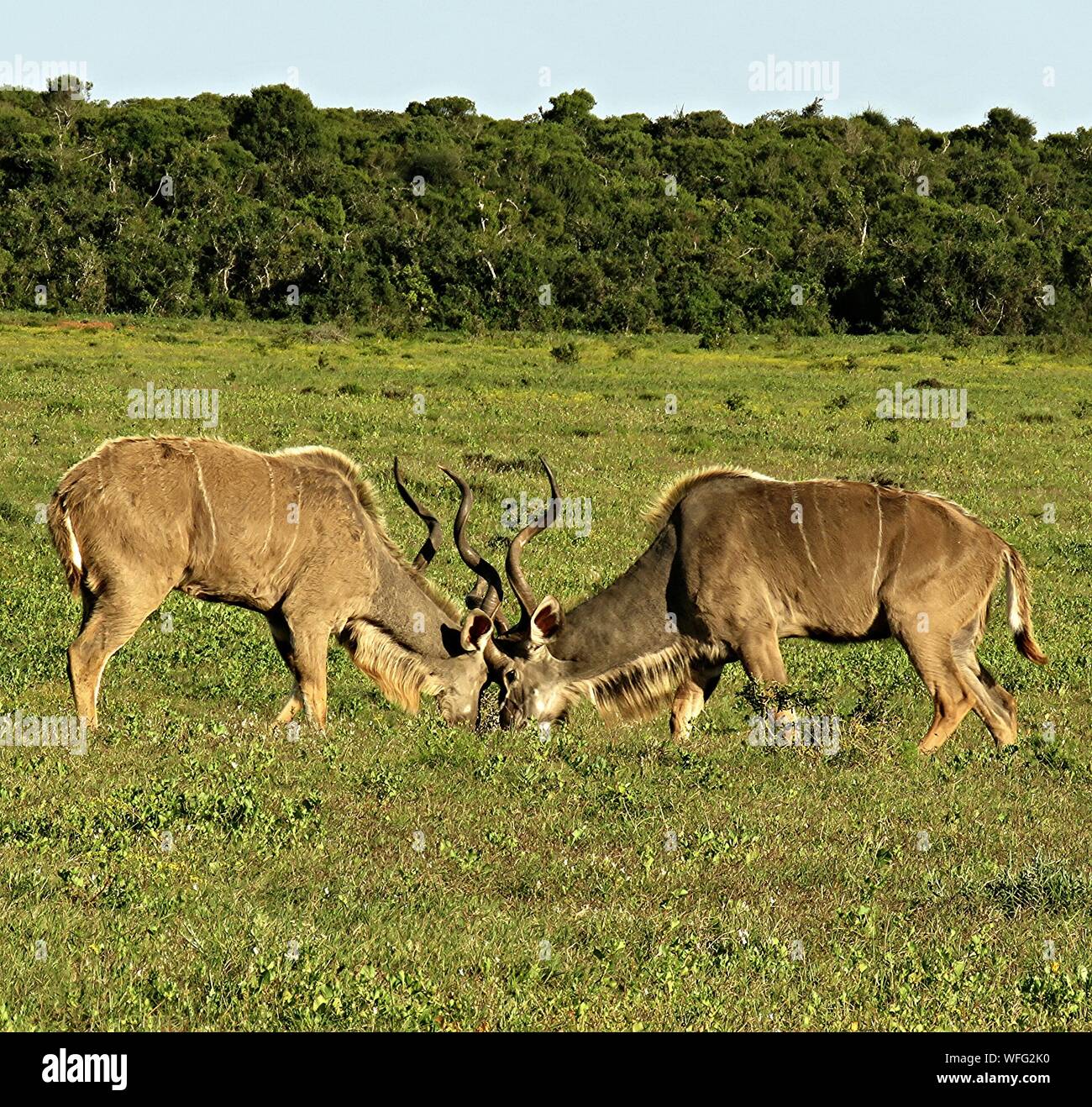Two Kudus High Resolution Stock Photography and Images - Alamy