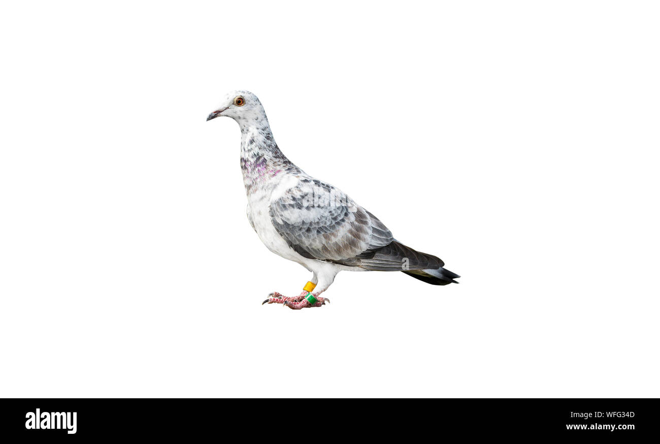 Bird of the species Italian Owl pigeon in white and black color ...