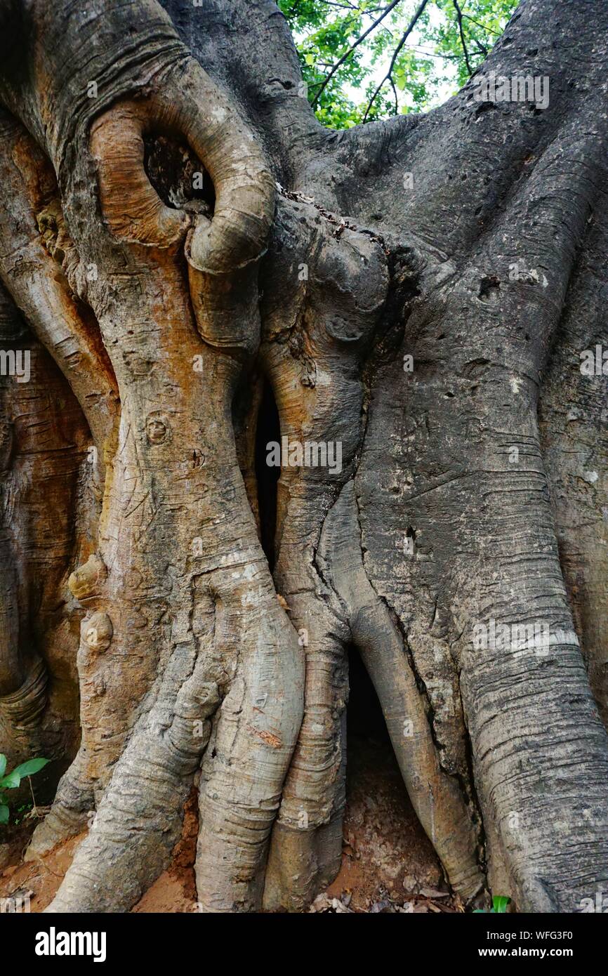 Tangled trunks hi-res stock photography and images - Alamy