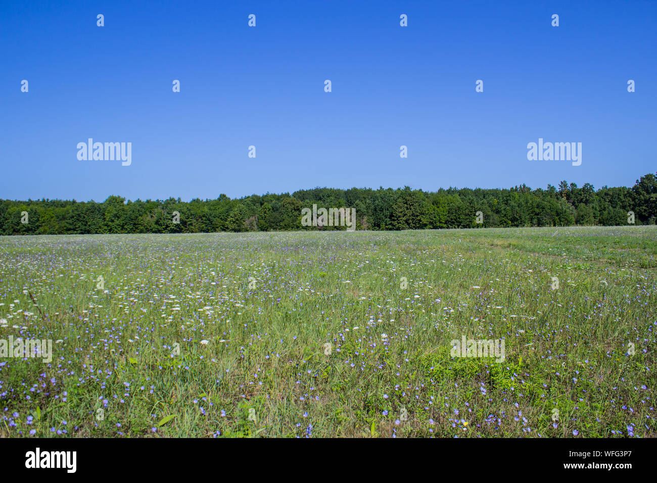 Beautiful meadow and forest trees Stock Photo - Alamy