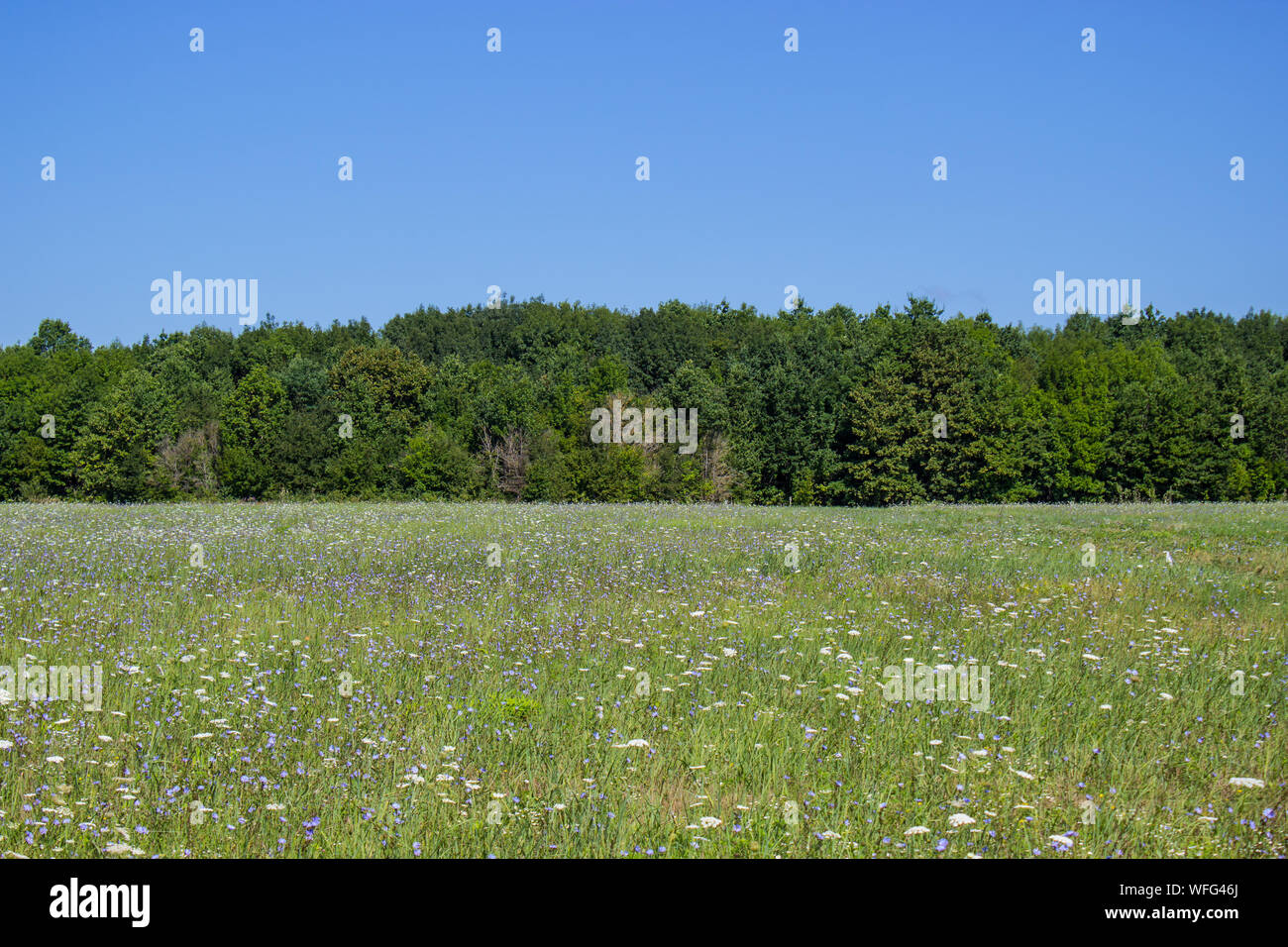 Beautiful meadow and forest trees Stock Photo - Alamy