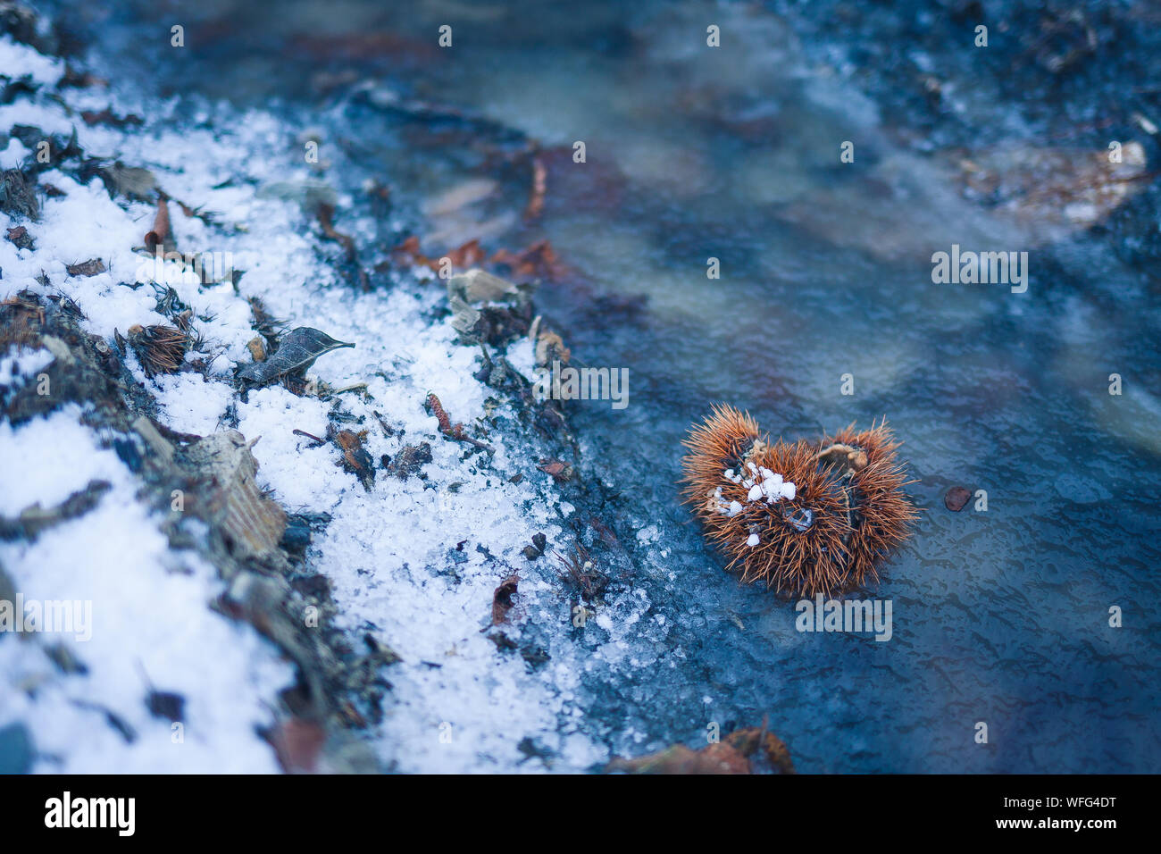 Sea chestnut hi-res stock photography and images - Alamy