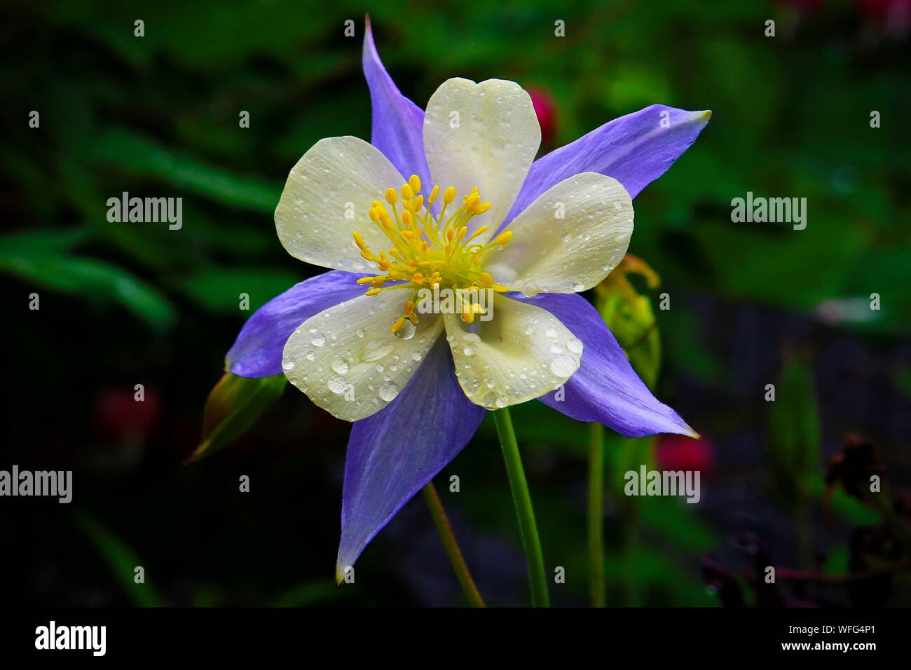Columbine aquilegia caerulea hi-res stock photography and images - Alamy