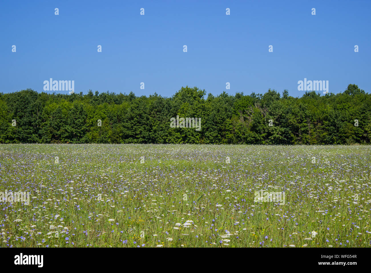 Beautiful meadow and forest trees Stock Photo - Alamy