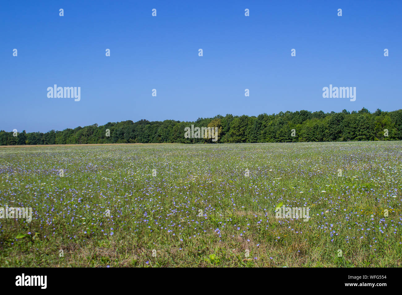 Beautiful meadow and forest trees Stock Photo - Alamy