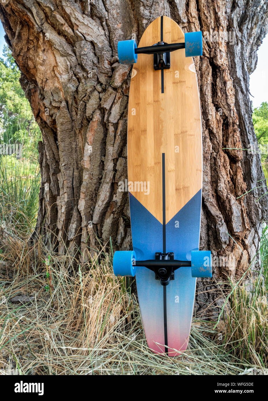 cruising wooden longboard against cottonwood tree in a park, recreation ...