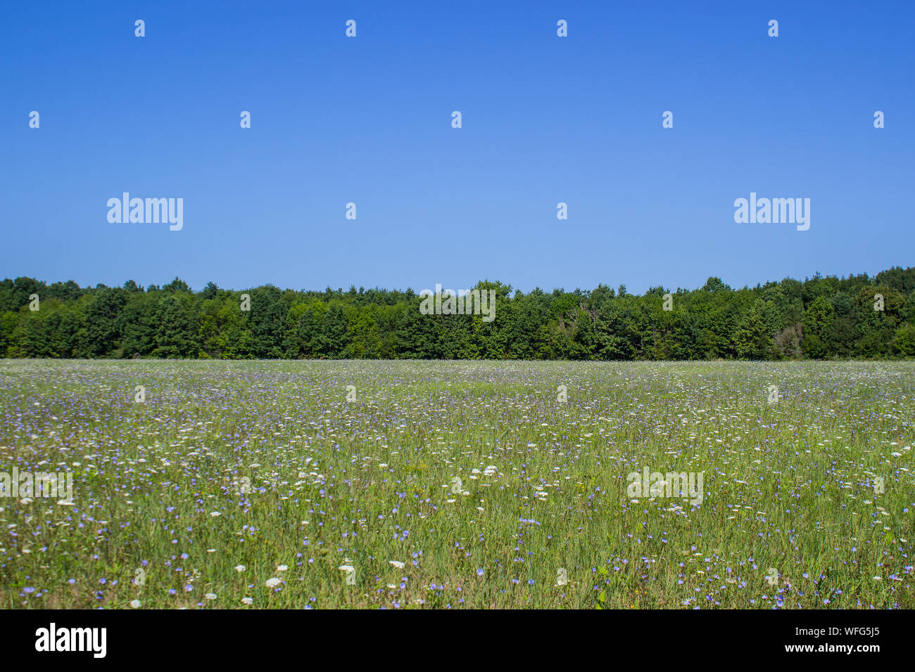 Beautiful meadow and forest trees Stock Photo - Alamy