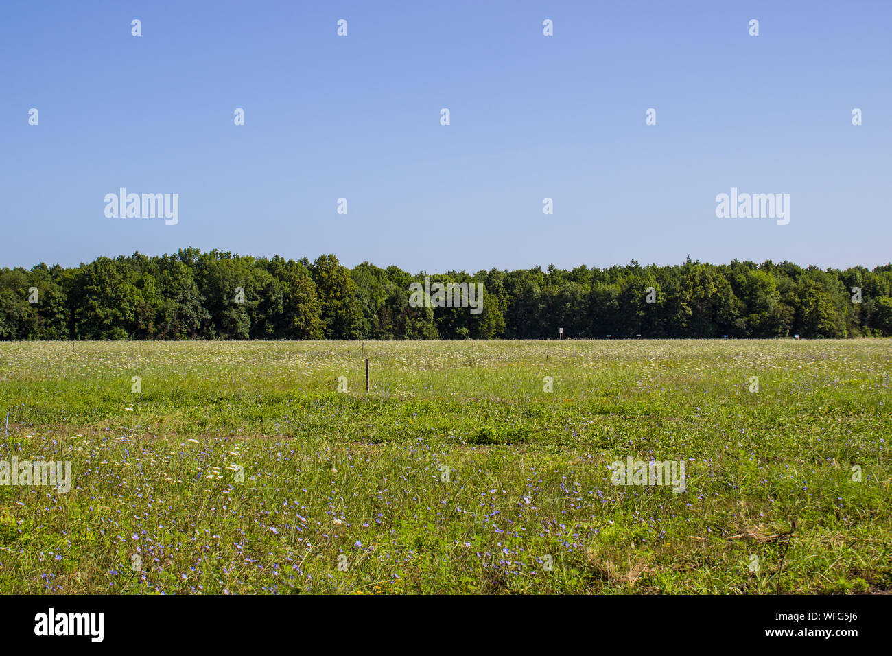 Beautiful meadow and forest trees Stock Photo - Alamy
