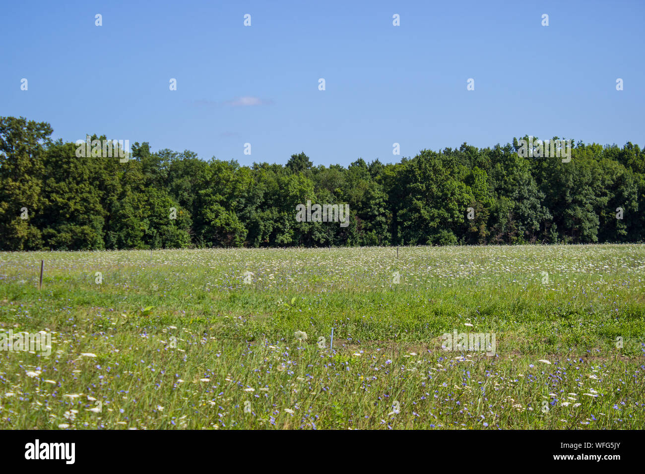 Beautiful meadow and forest trees Stock Photo - Alamy