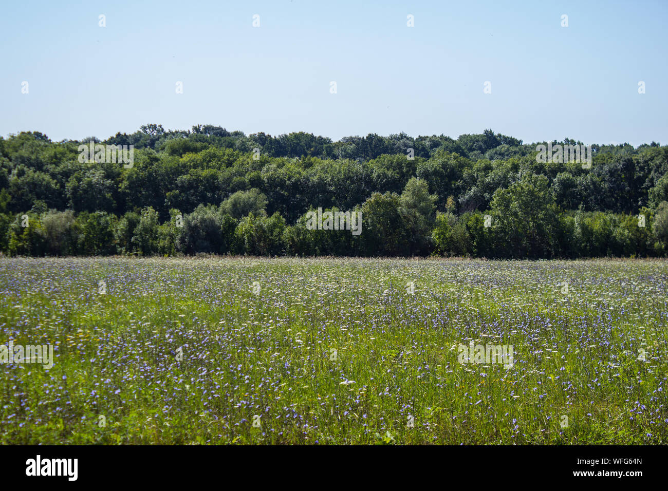 Beautiful meadow and forest trees Stock Photo - Alamy