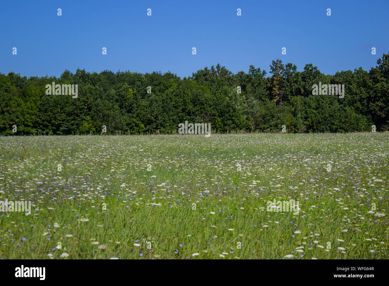 Beautiful meadow and forest trees Stock Photo - Alamy