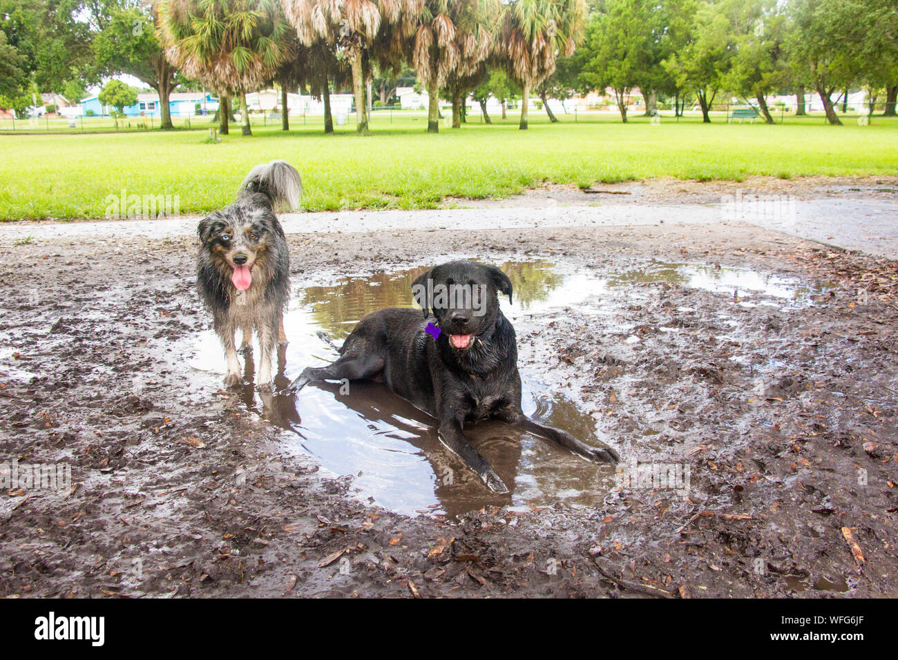 Australian Shepherd and Labrador Retriever dog in the mud, United ...