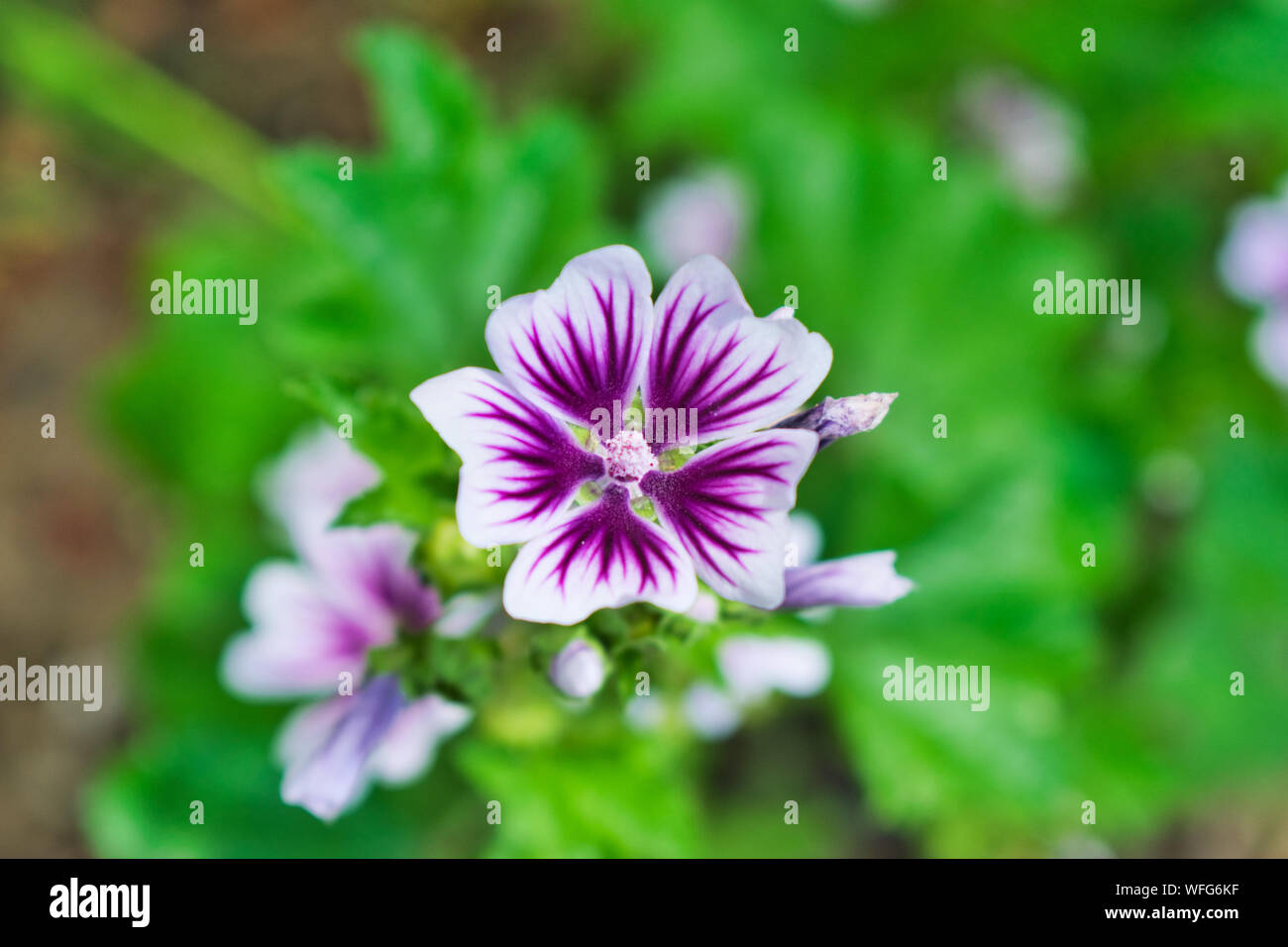 Pictures malva hi-res stock photography and images - Alamy