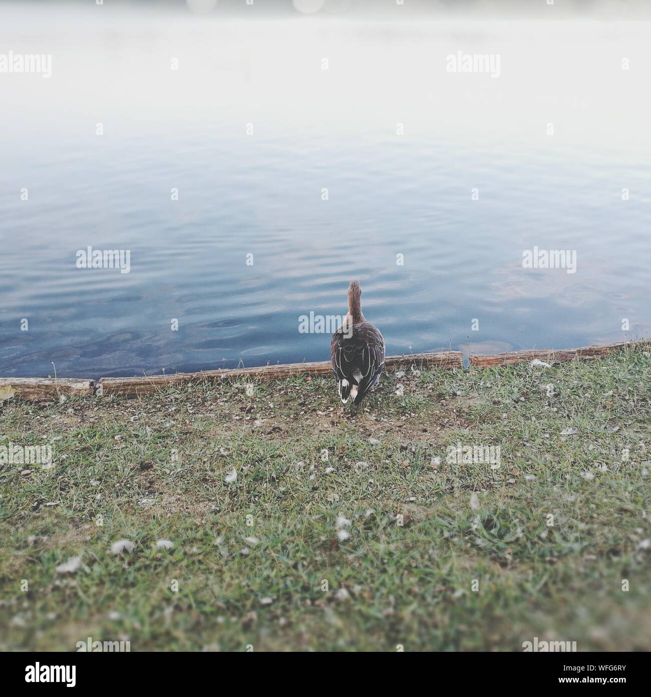 Rear view duck hi-res stock photography and images - Alamy