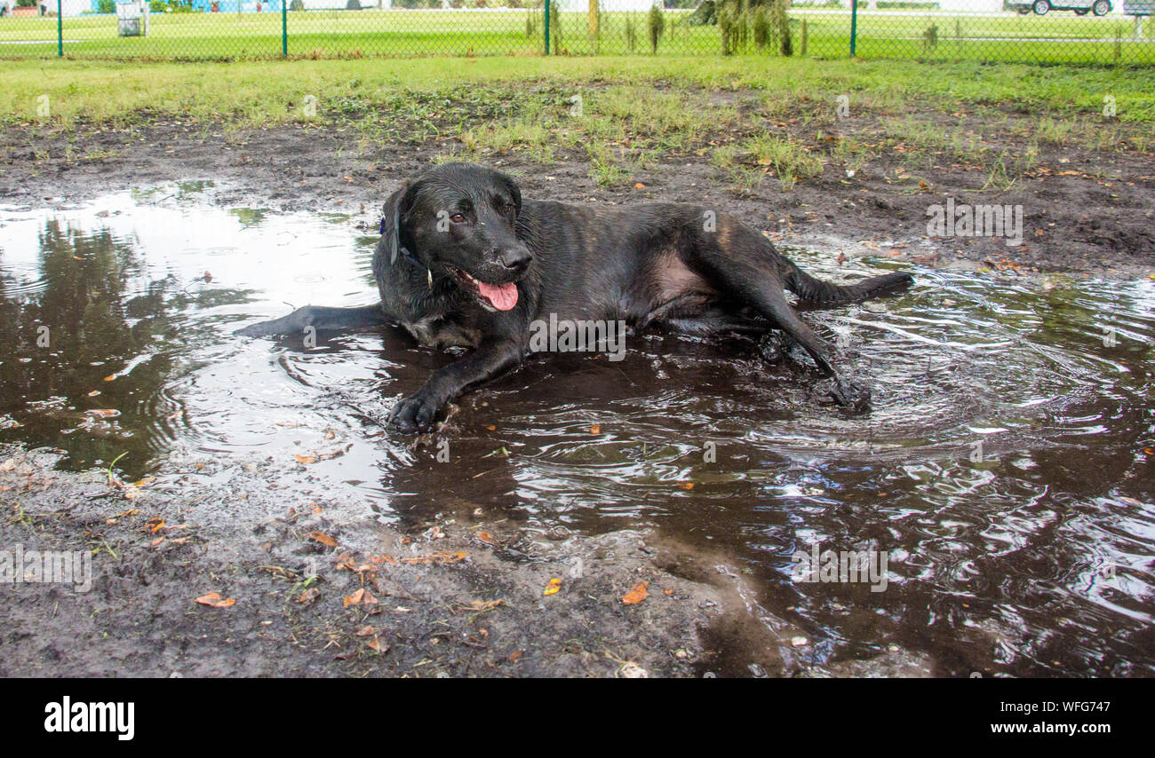 Labrador lying in a muddy puddle, United States Stock Photo - Alamy