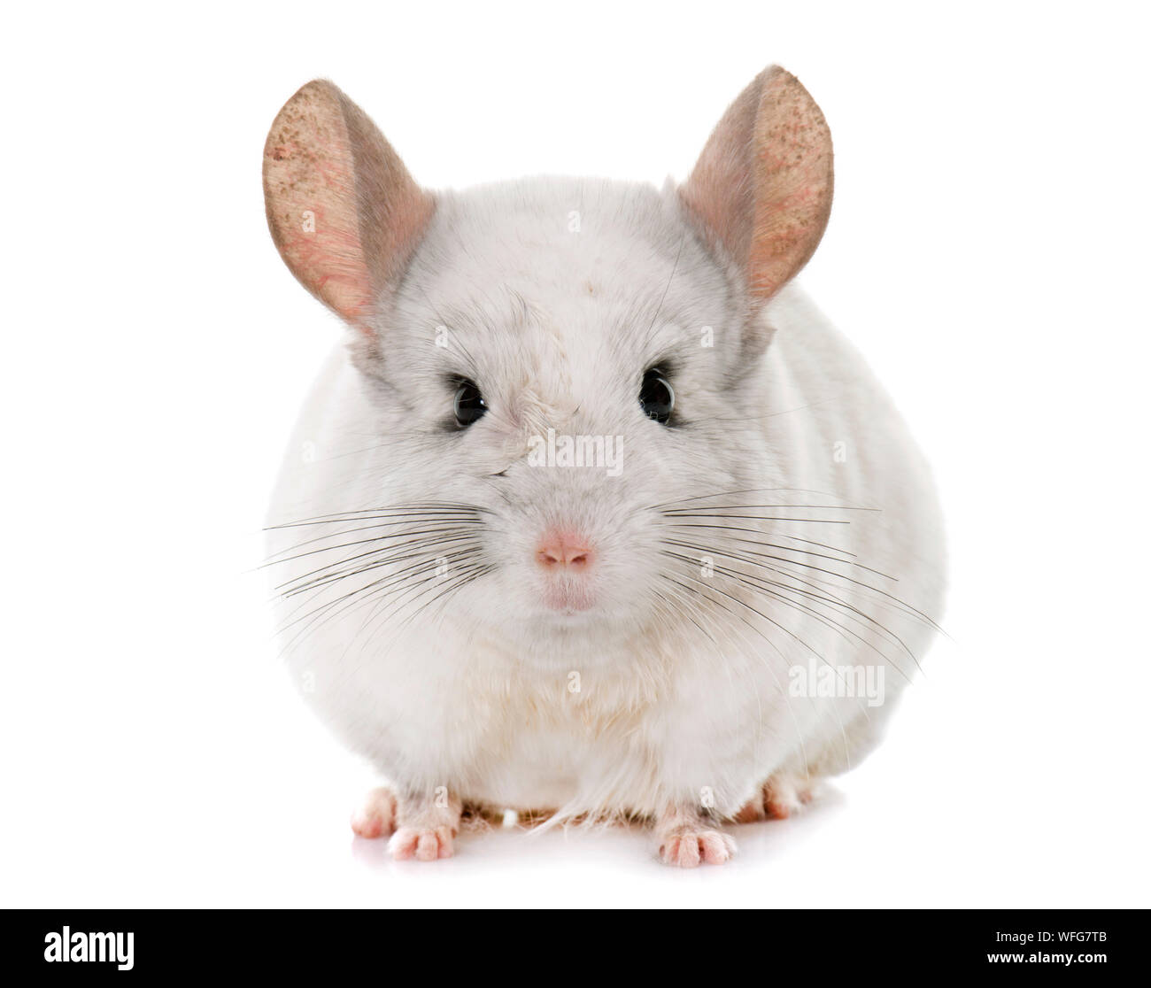 Studio hamster hi-res stock photography and images - Alamy