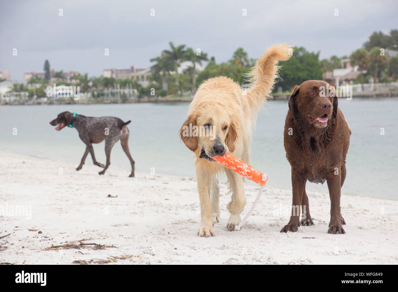Three dogs playing on beach, United States Stock Photo - Alamy