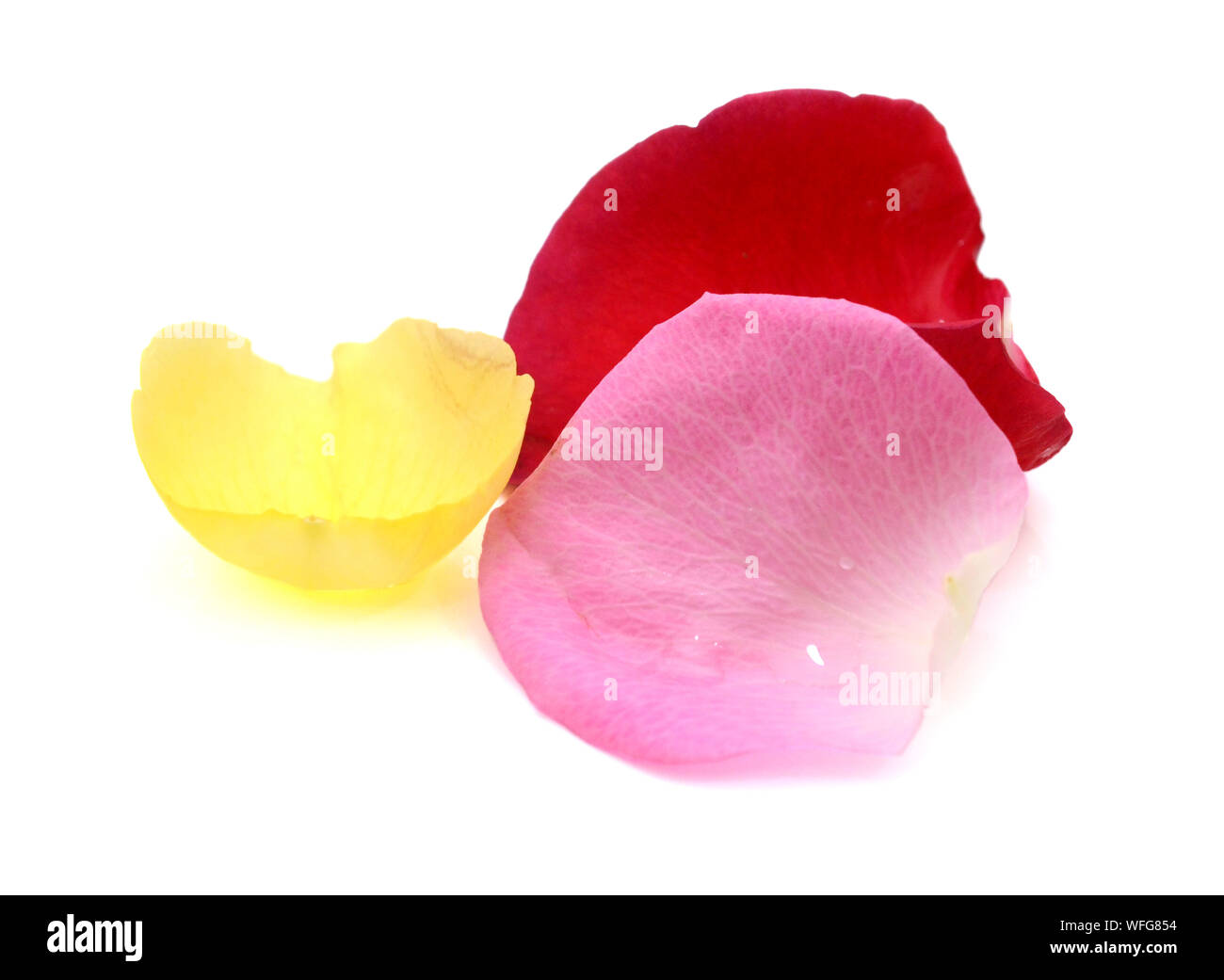 Images for red rose image Cut Out Stock Images & Pictures - Alamy