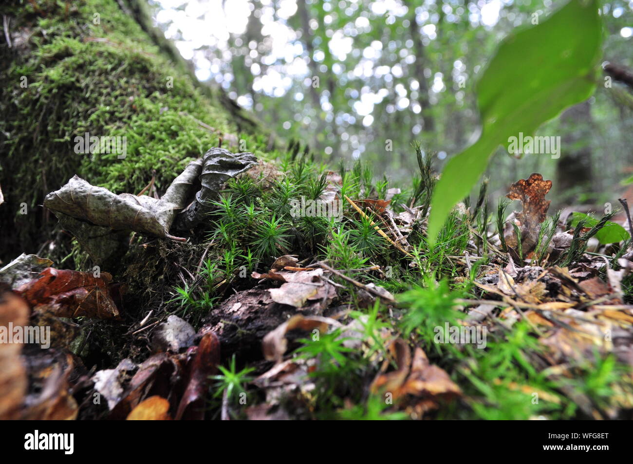 Twig floating hi-res stock photography and images - Alamy