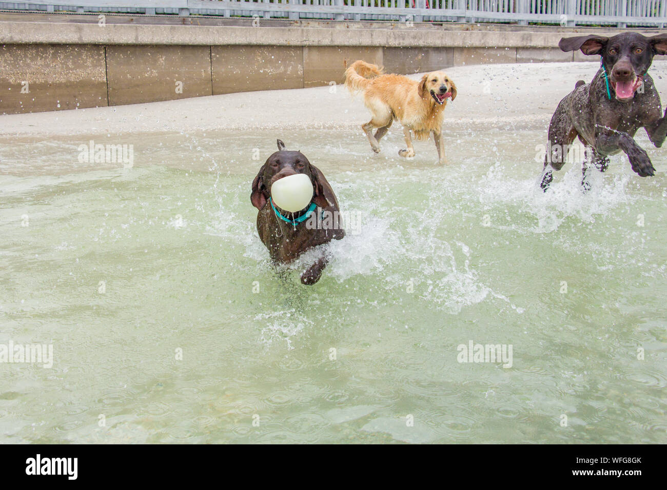 Three dogs carrying hi-res stock photography and images - Alamy