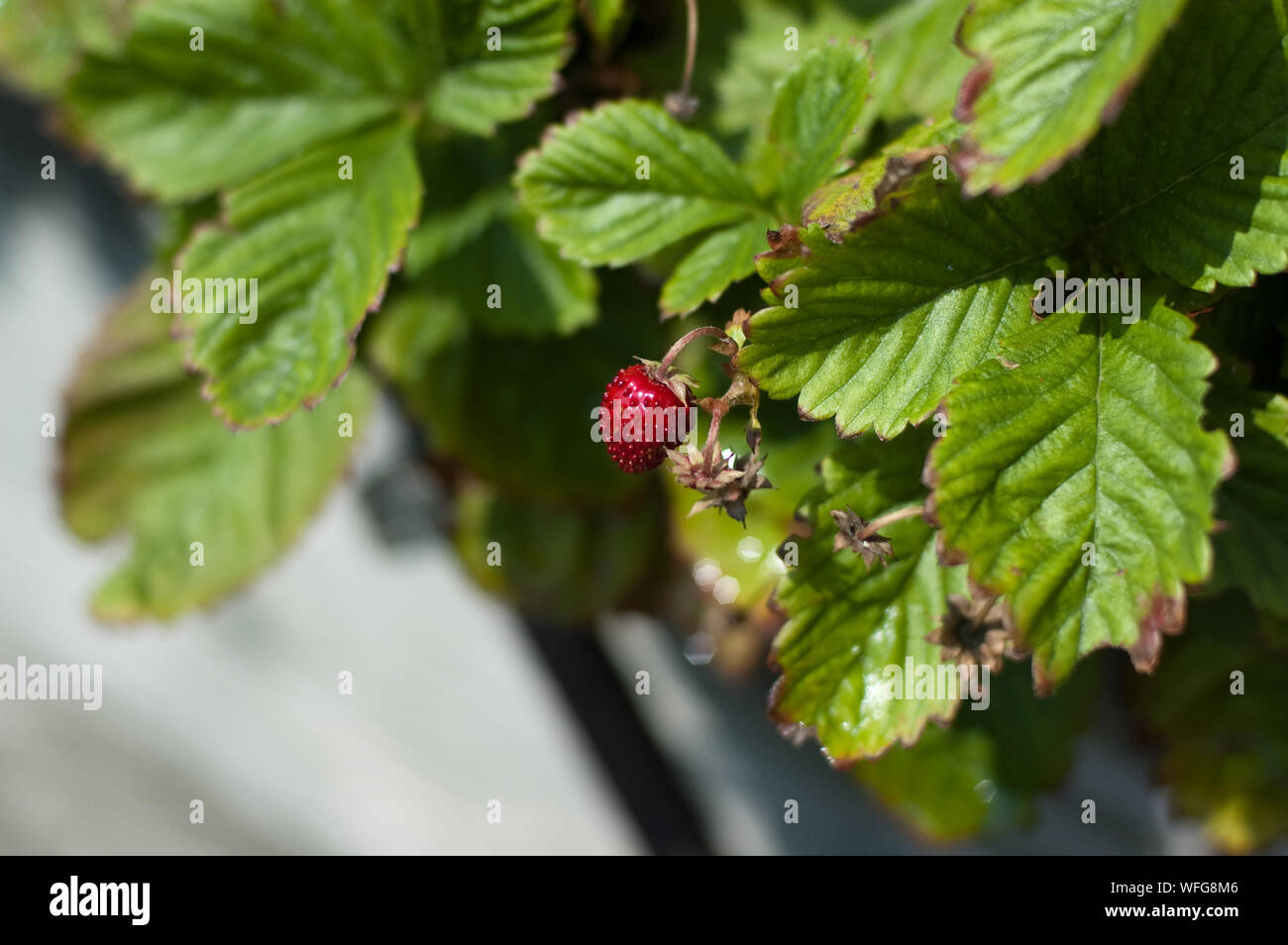 Strawberry tree fruit berry hi-res stock photography and images - Alamy