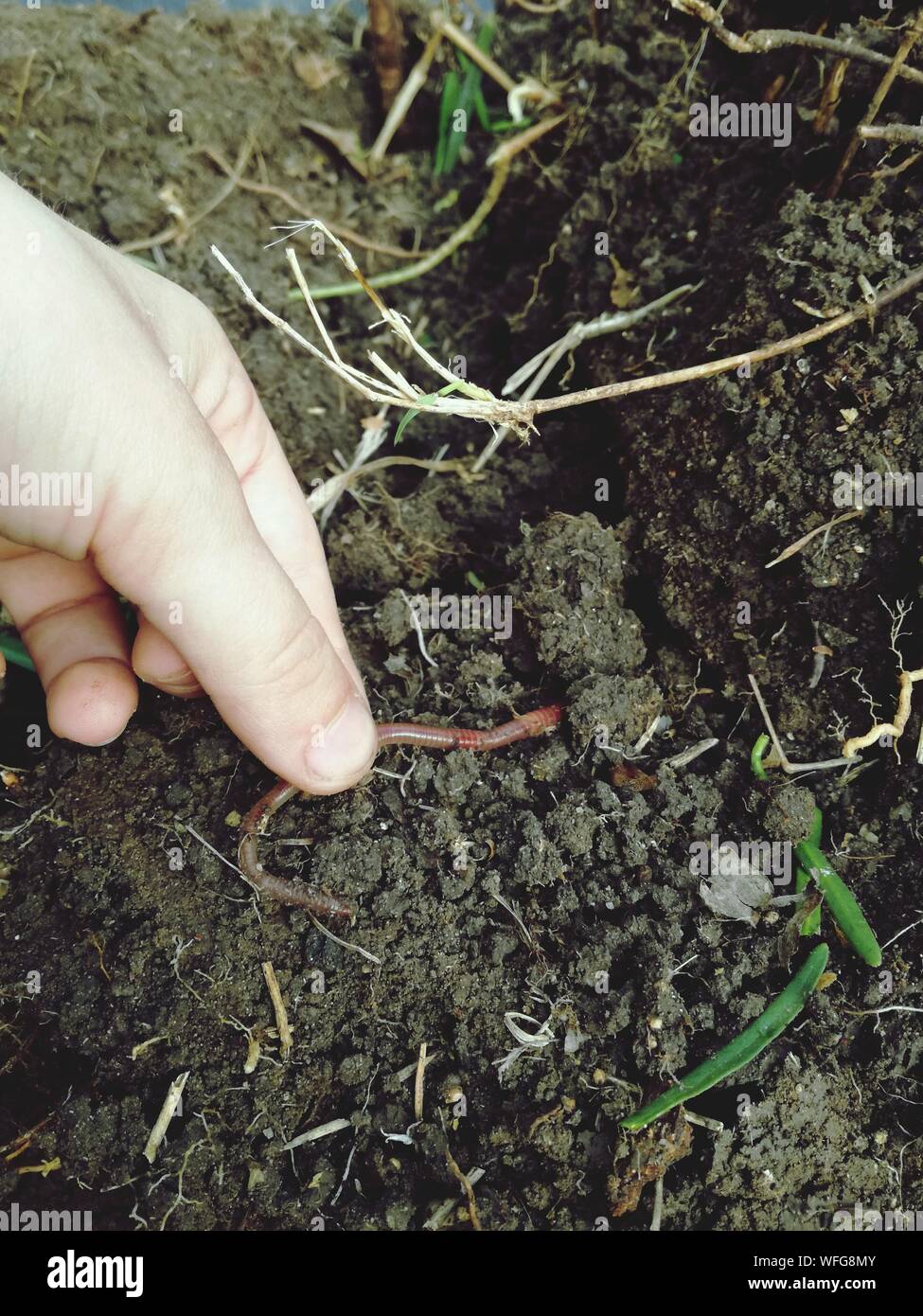 Holding Worm High Resolution Stock Photography and Images - Alamy
