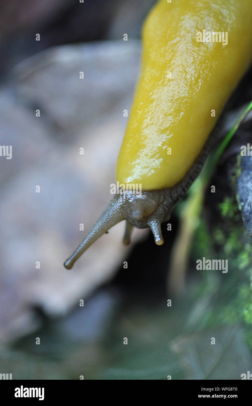 Slug up close hi-res stock photography and images - Alamy