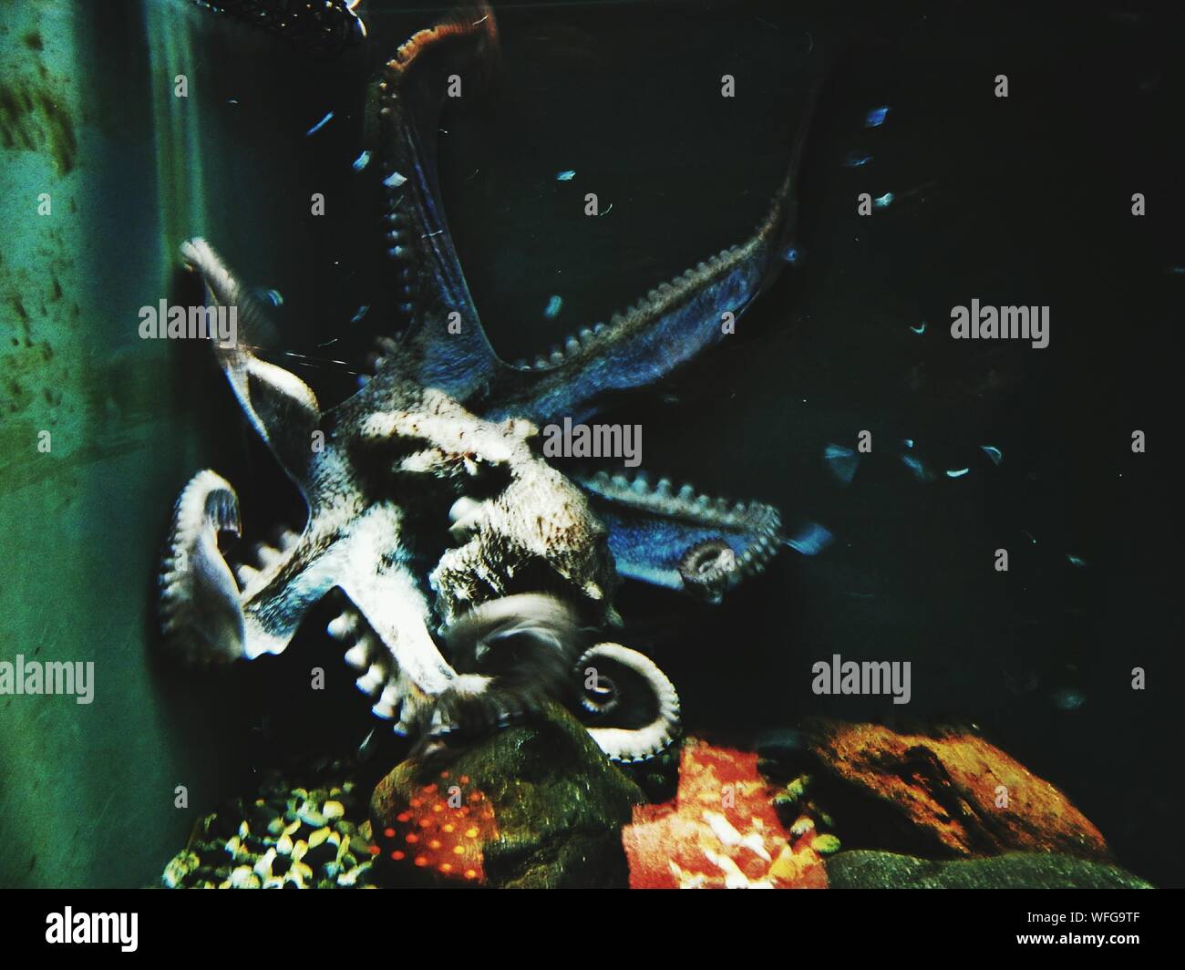 Swimming octopus hi-res stock photography and images - Alamy