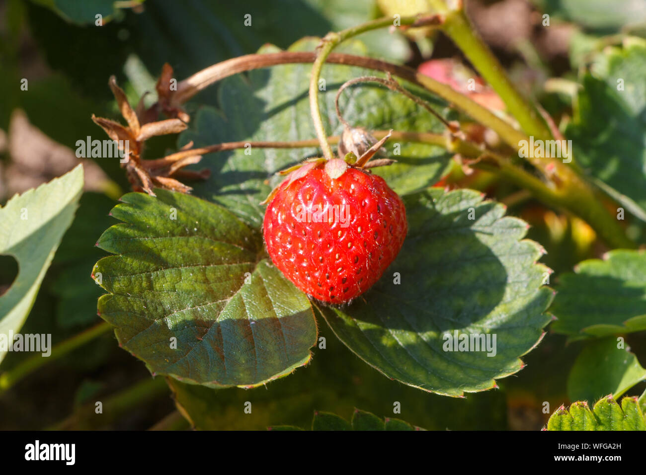 Little strawberry ripening in a vegetable garden during summer Stock ...
