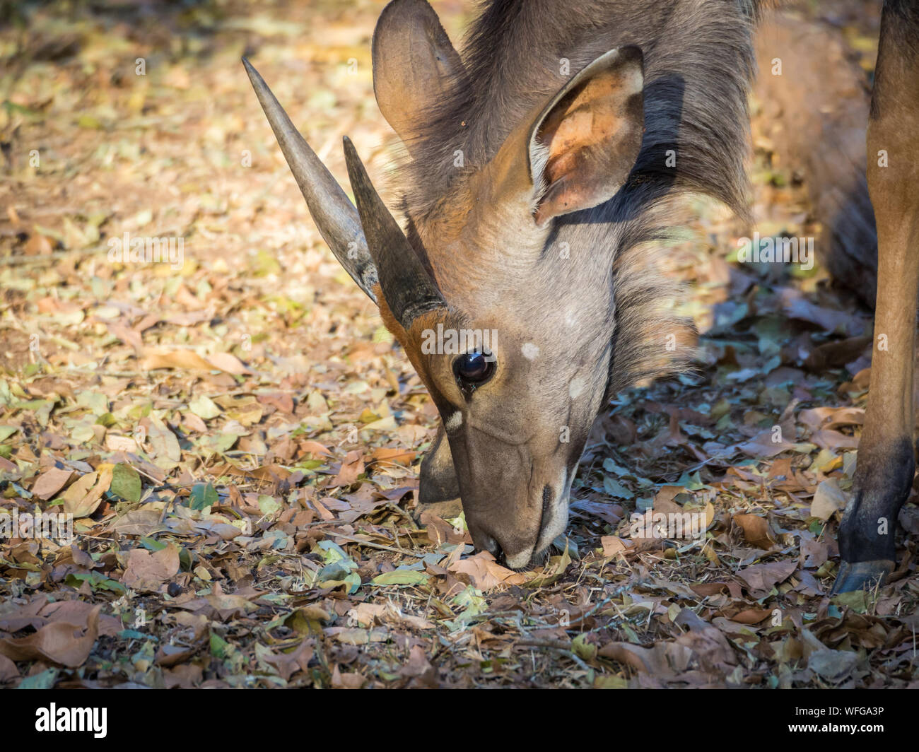Nyala eating hi-res stock photography and images - Alamy