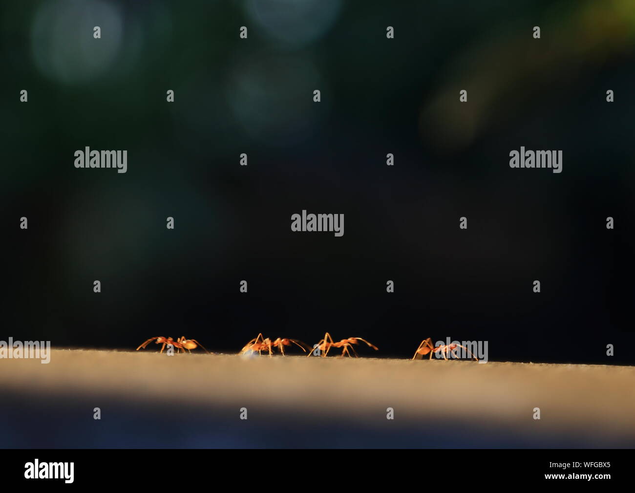 Ant in a row hi-res stock photography and images - Alamy