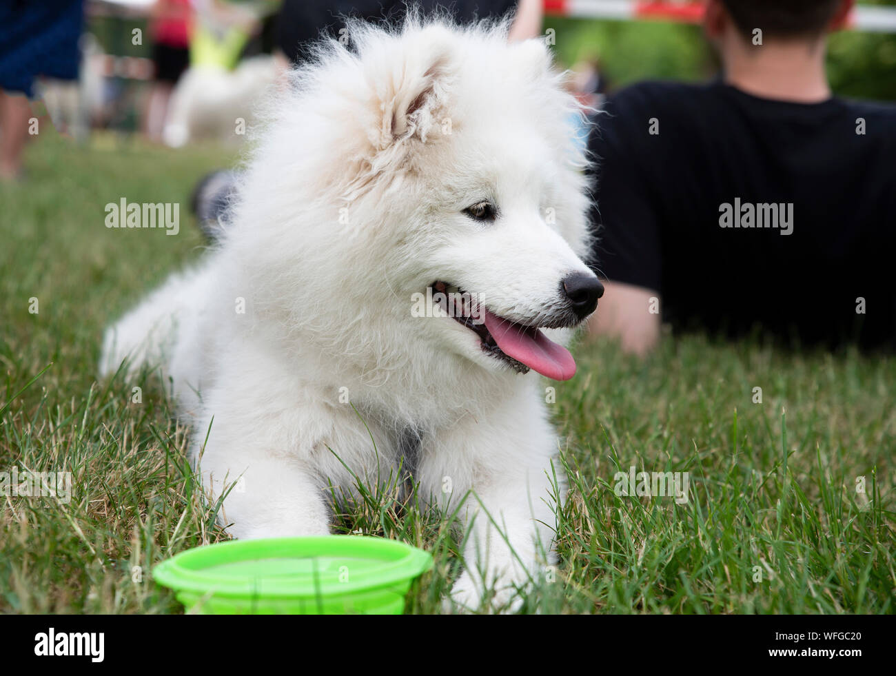 Samoyed dog lying on hi-res stock photography and images - Alamy