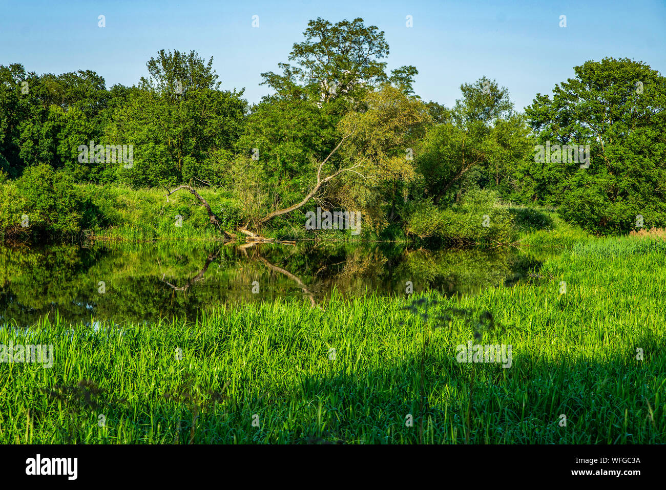 field with tree and the reflection in river - HDR Stock Photo - Alamy