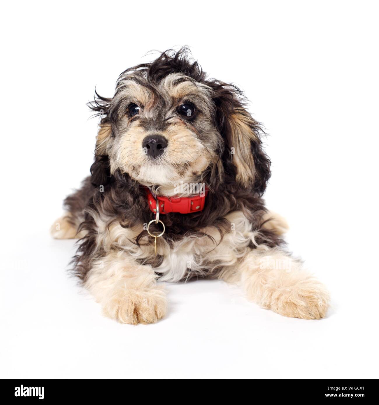 Cavapoo white background Cut Out Stock Images & Pictures - Alamy