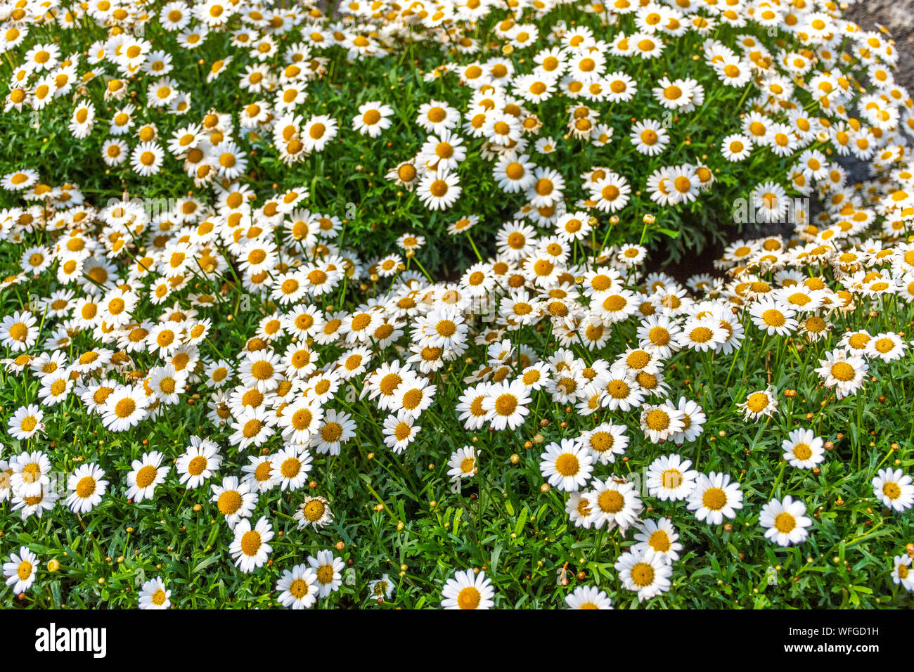 Daisies decorating a flowerbed in a street Stock Photo - Alamy
