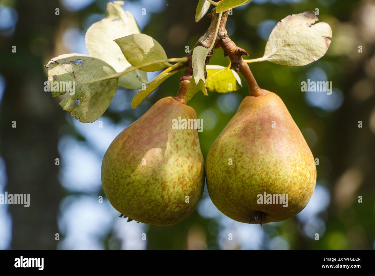 Pears ripen on the tree hi-res stock photography and images - Alamy