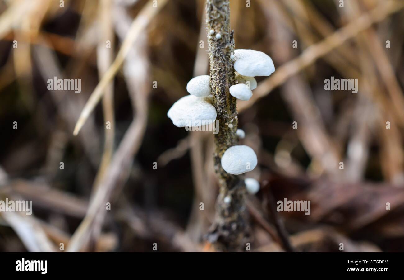 White fungus hi-res stock photography and images - Alamy