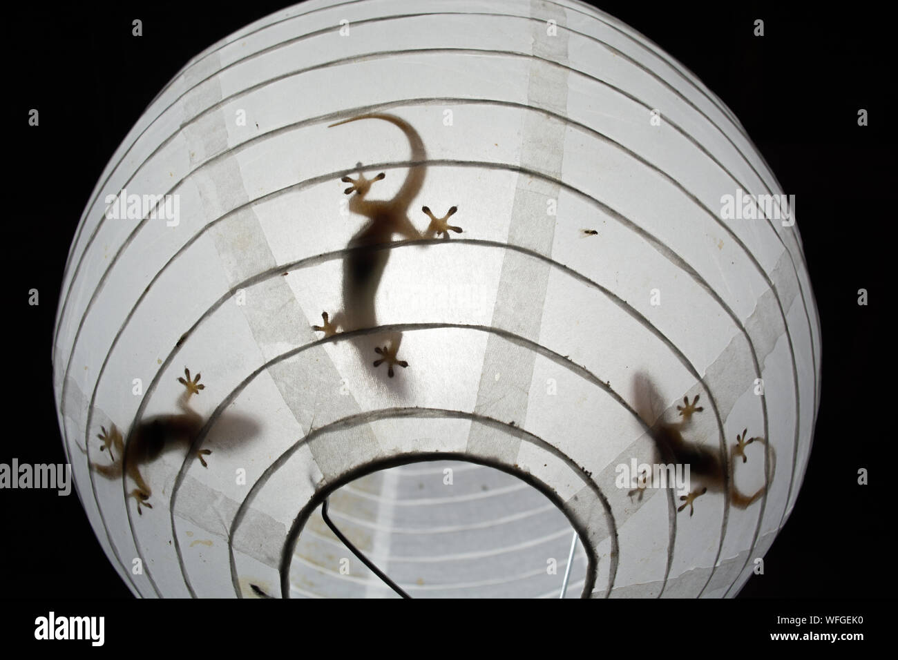 Three Lizards High Resolution Stock Photography and Images - Alamy