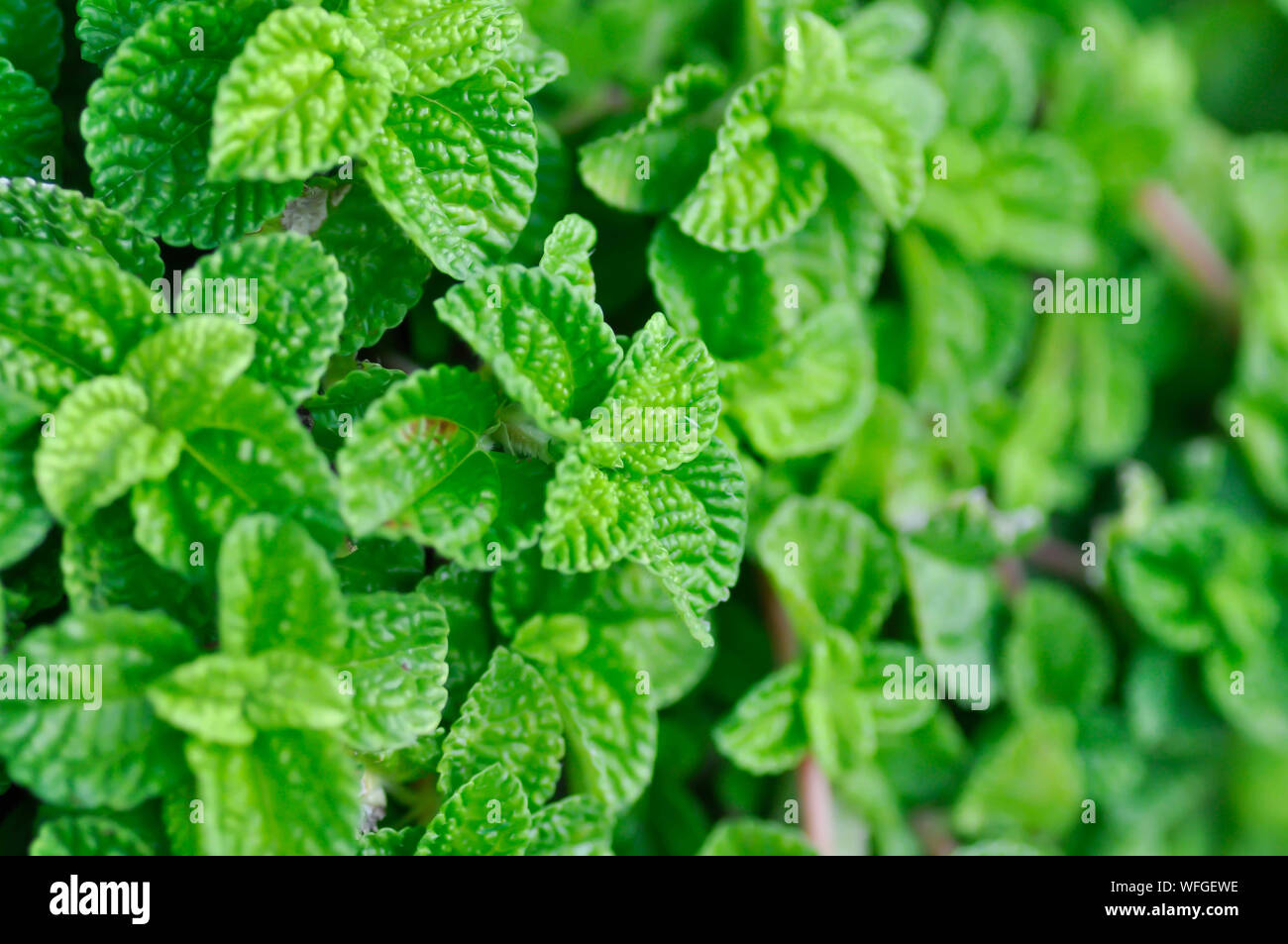 mentha mint plant, mint or Pilea nummulariifolia Stock Photo - Alamy