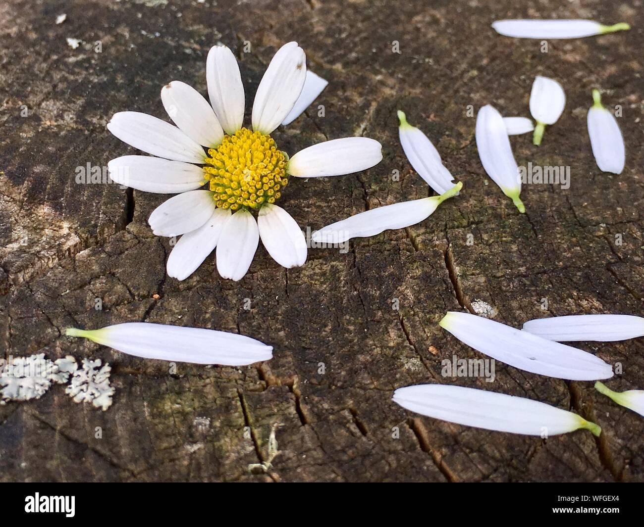 Daisy with petals missing on a piece of wood Stock Photo - Alamy
