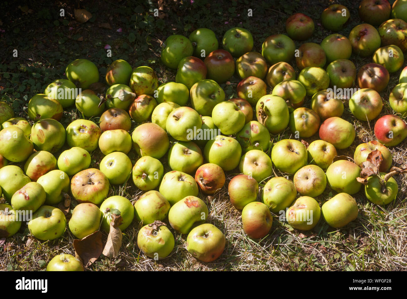 Rotten apples on the ground in an orchard Stock Photo - Alamy