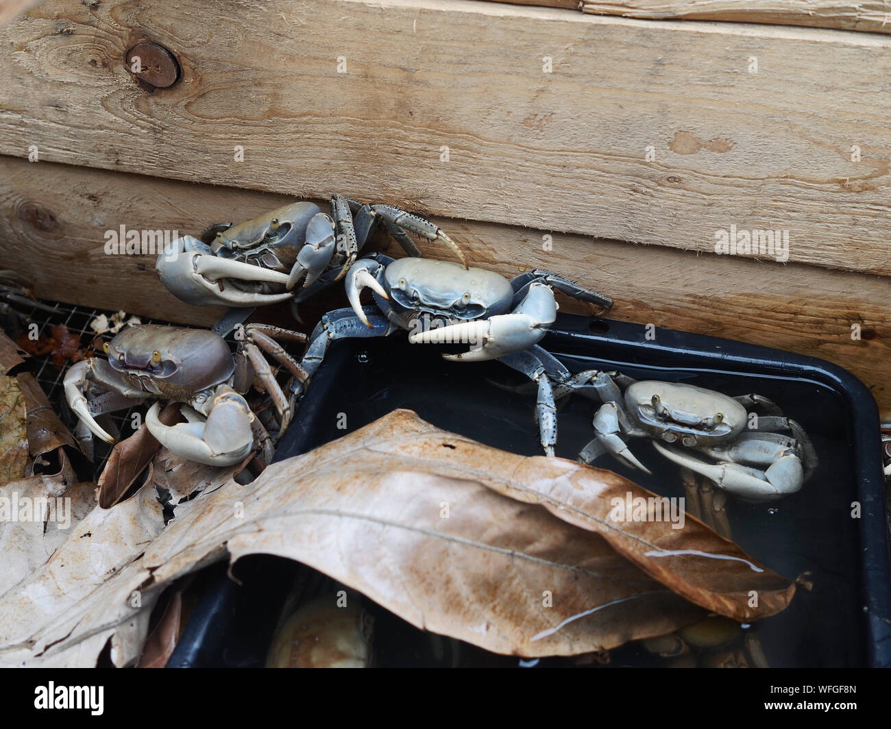 Large carnivorous crabs in martinique Stock Photo - Alamy