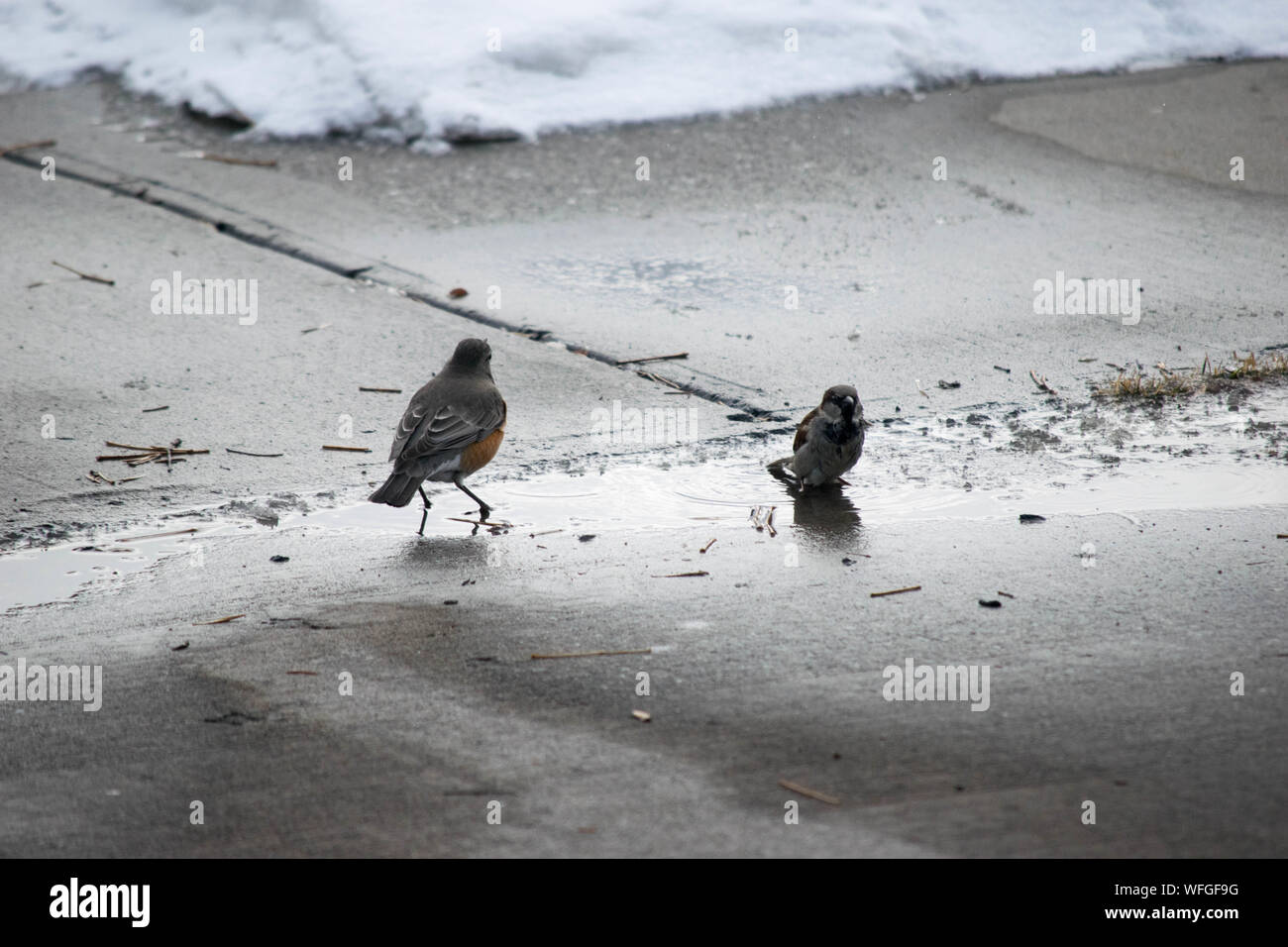 Robin sparrow hi-res stock photography and images - Alamy