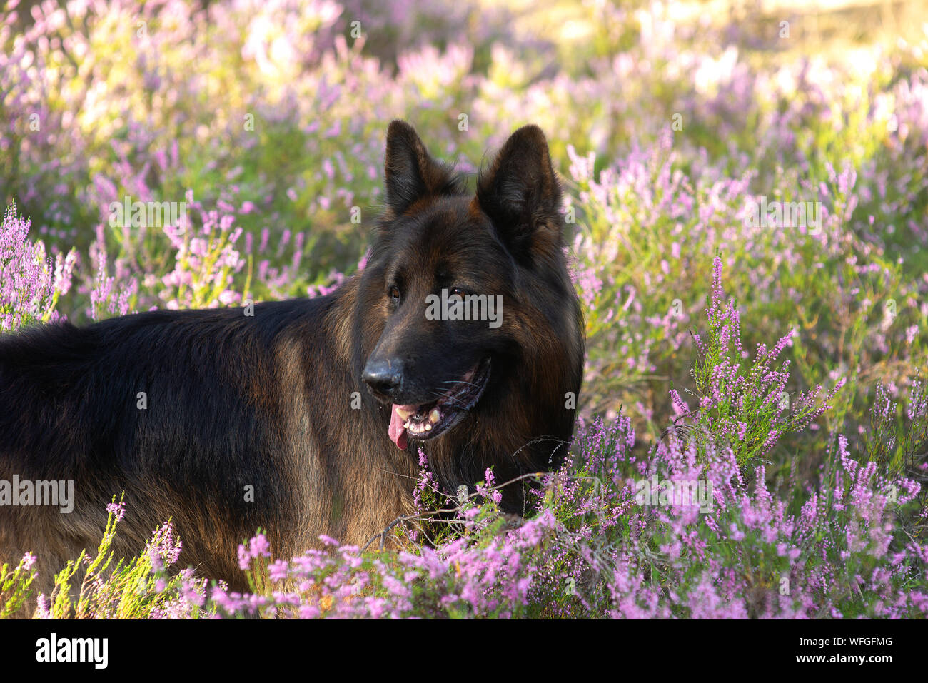 German shepherd dog Stock Photo - Alamy