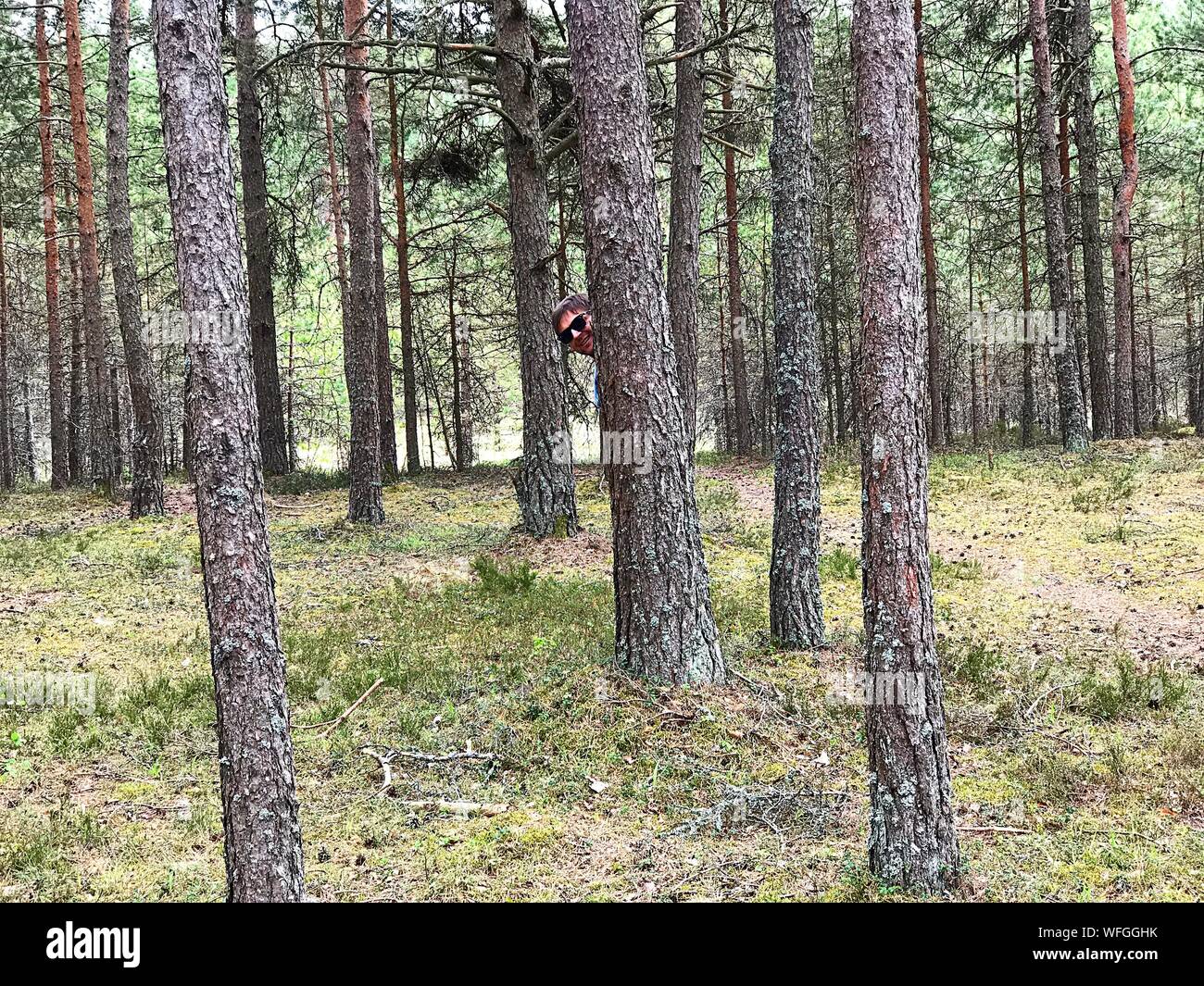 Behind it pine forest hi-res stock photography and images - Alamy
