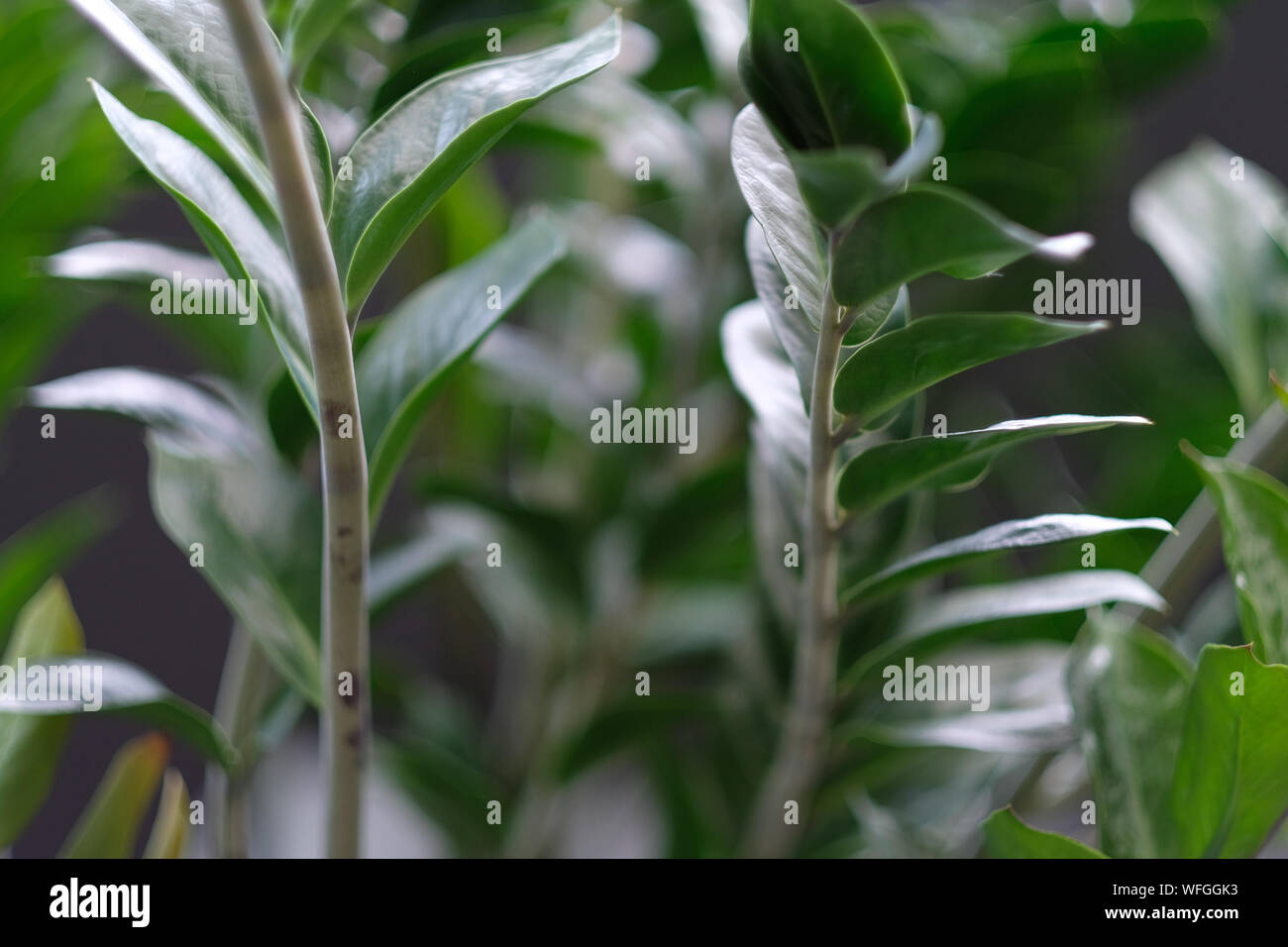 Many stems greens hi-res stock photography and images - Alamy