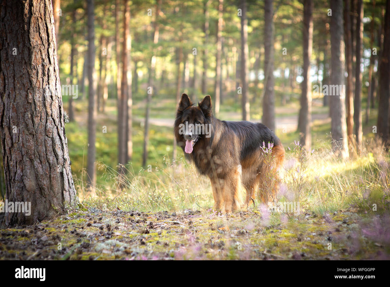 German shepherd dog walking forest Stock Photo - Alamy