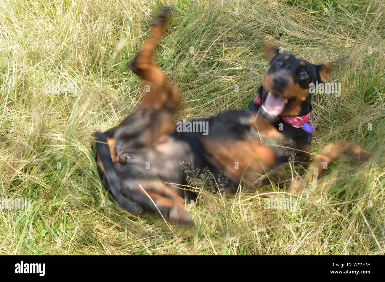 Grass rolling hi-res stock photography and images - Alamy