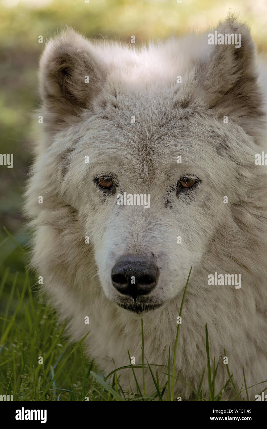 Wolf nose close up hi-res stock photography and images - Alamy