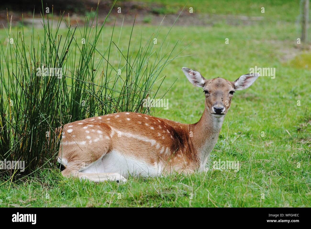 Deer sitting in the grass hi-res stock photography and images - Alamy